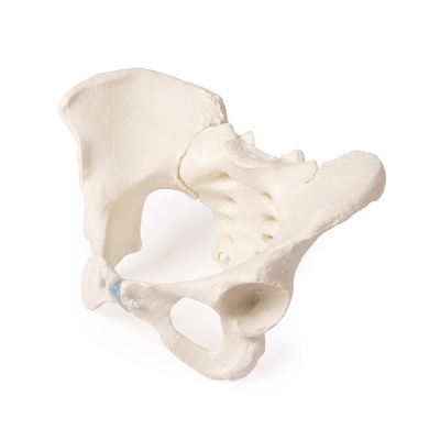 Female Pelvis with Sacrum Model | Health and Care